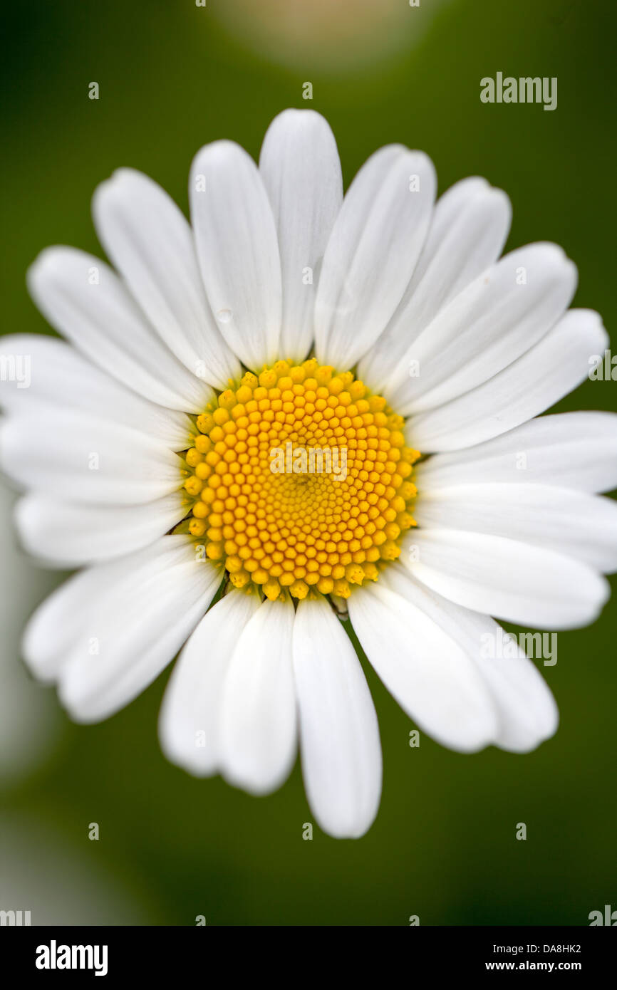 Oxe Eye Daisy Stock Photo - Alamy