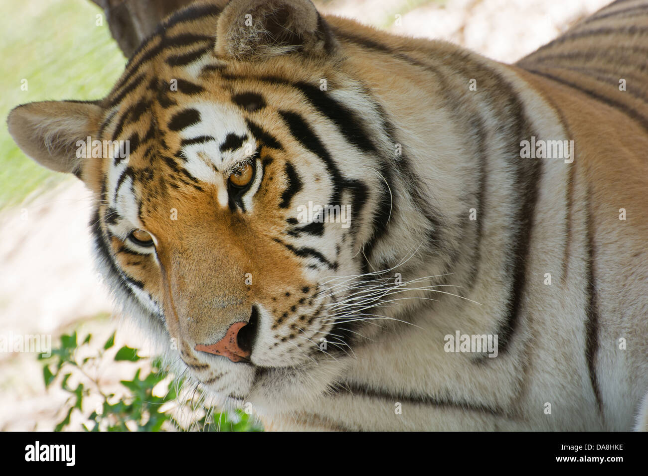 A single Siberian Tiger (Panthera tigris altaica Stock Photo - Alamy
