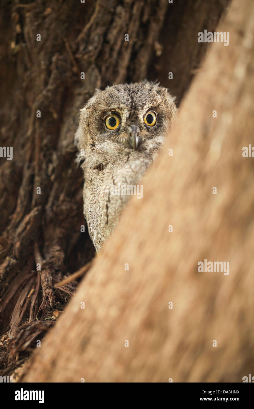 Juvenile European Scops Owl (Otus scops), Also Eurasian Scops Owl ...
