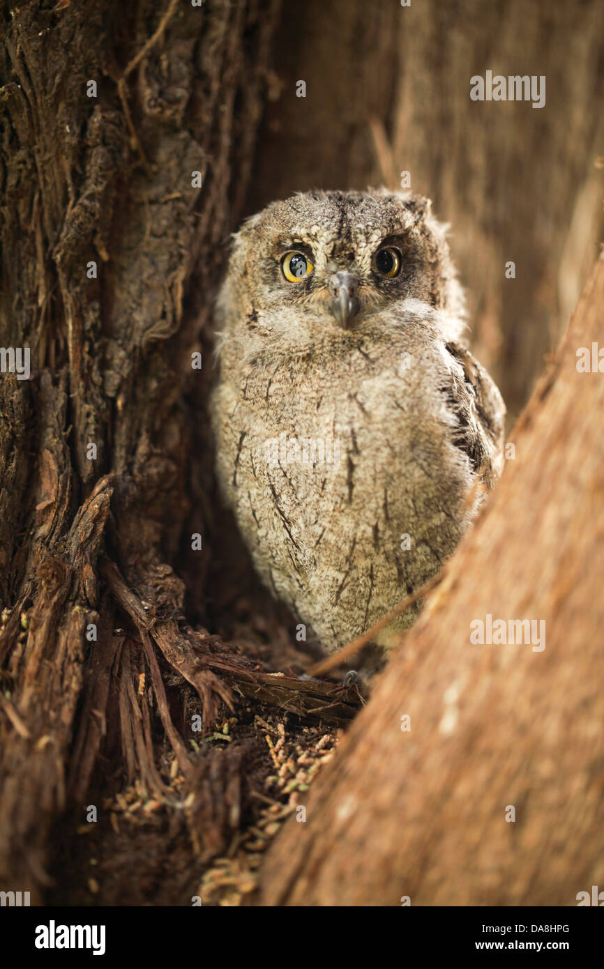 Juvenile European Scops Owl (Otus scops), Also Eurasian Scops Owl ...