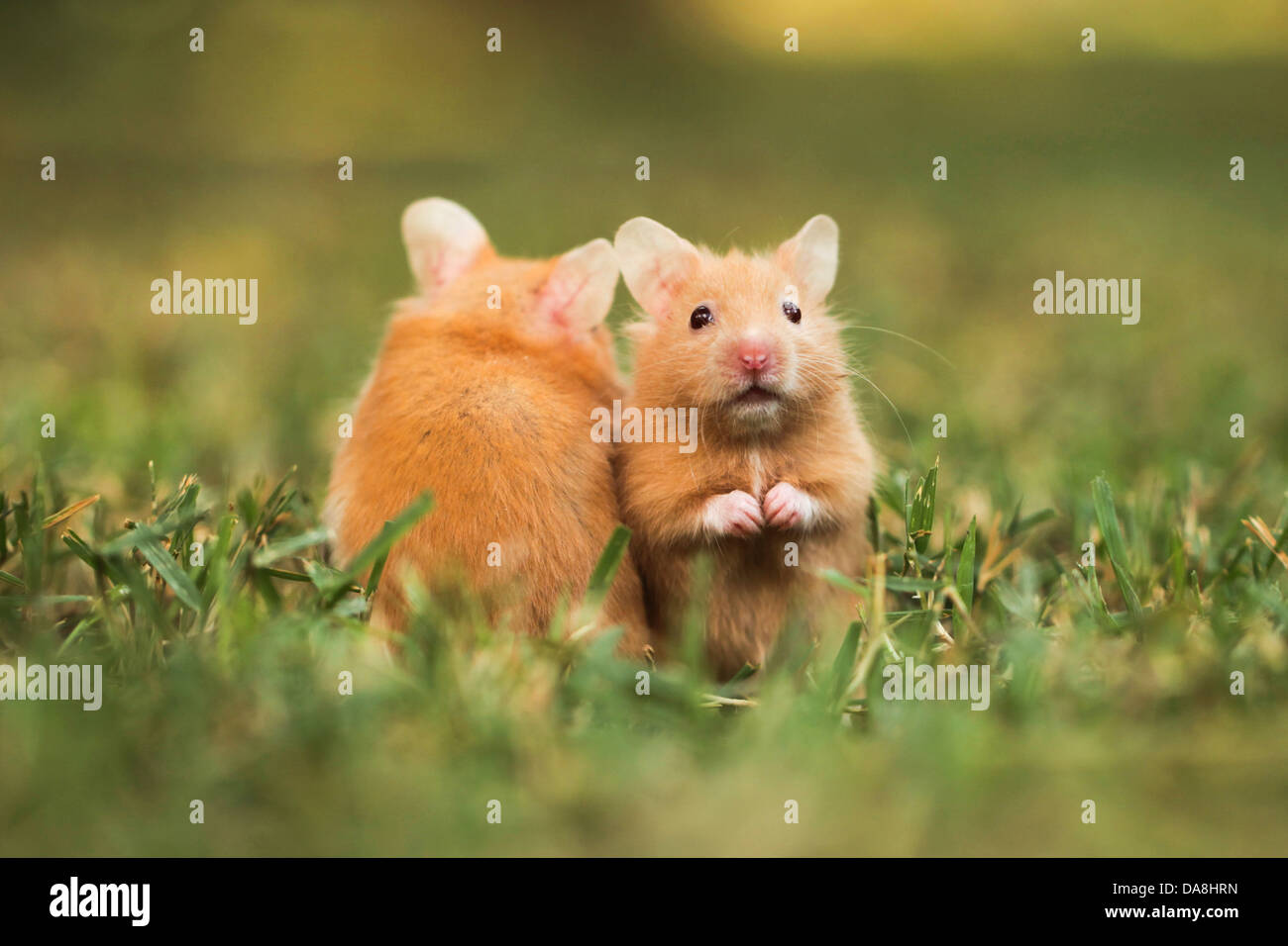golden hamster or Syrian hamster, (Mesocricetus auratus) on the lawn ...