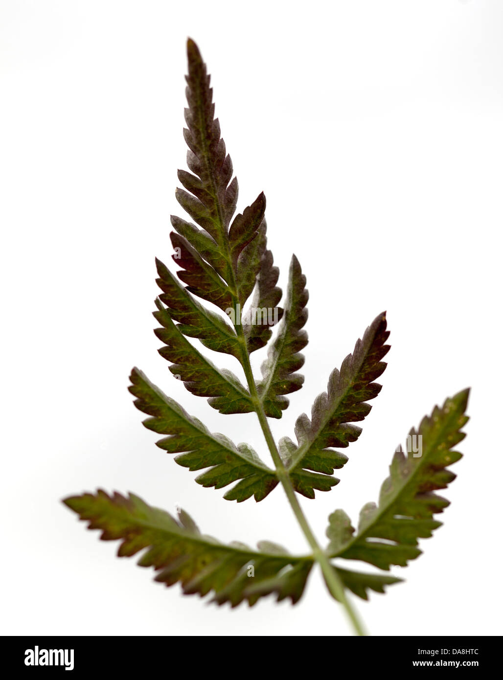 Wild Parsley Leaves Stock Photo - Alamy