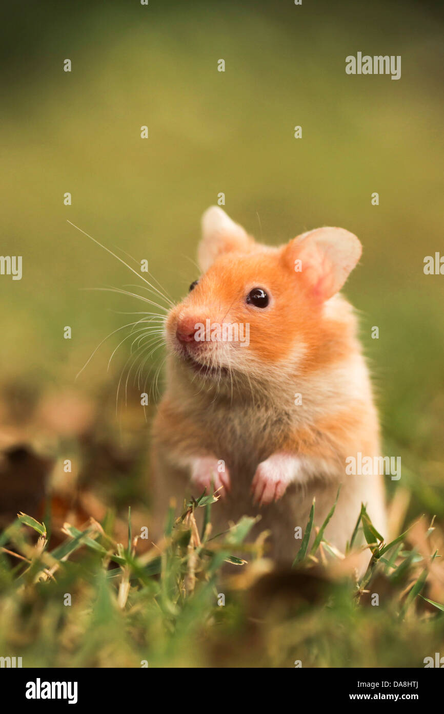 golden hamster or Syrian hamster, (Mesocricetus auratus) on the lawn ...
