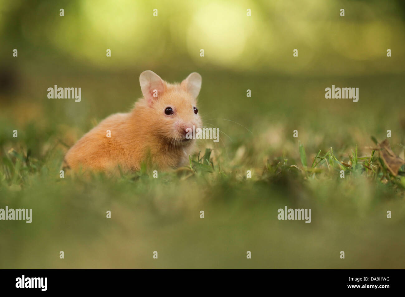 Syrian golden hamsters hi-res stock photography and images - Alamy