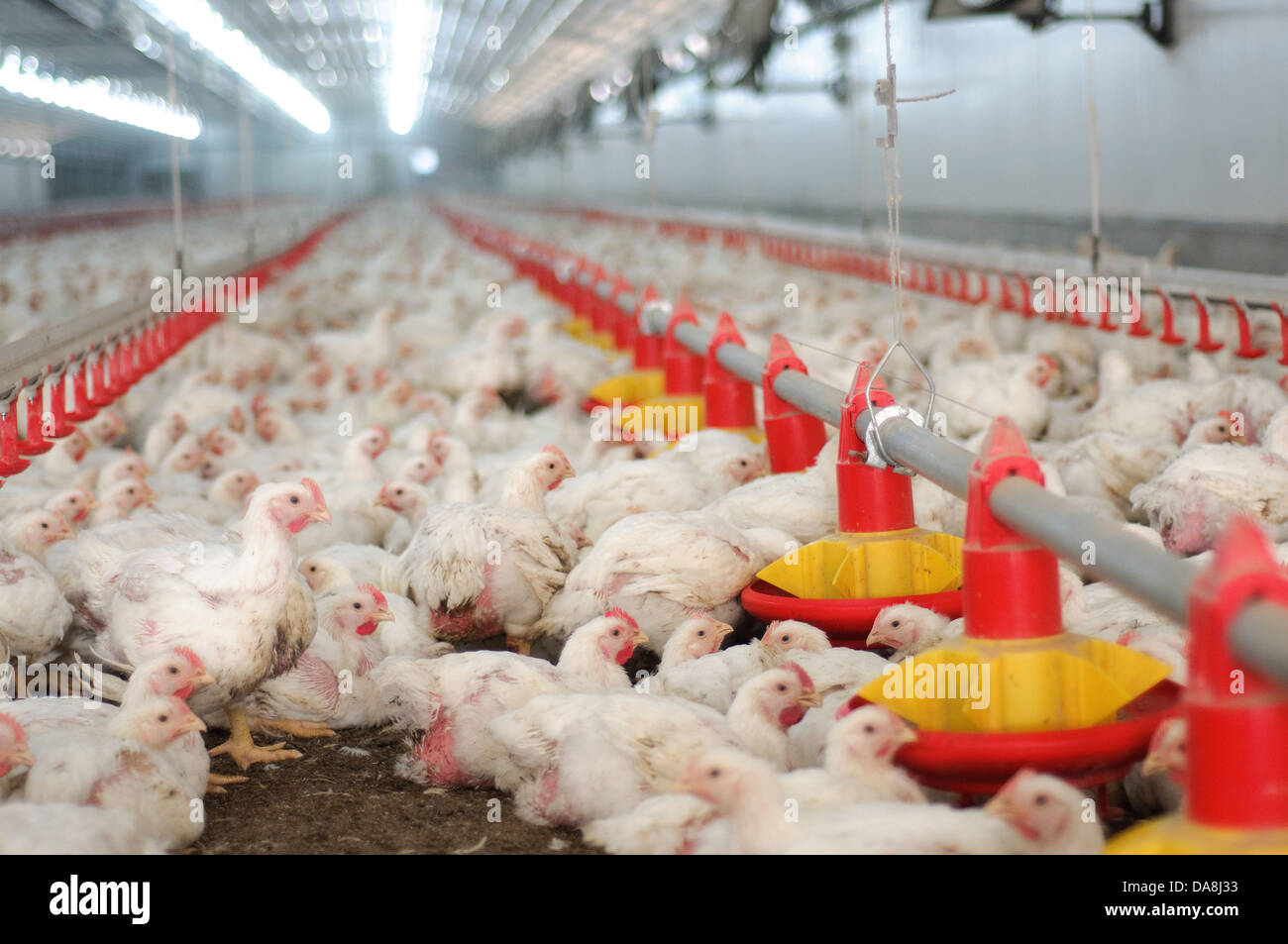 Poultry farming hi-res stock photography and images - Alamy