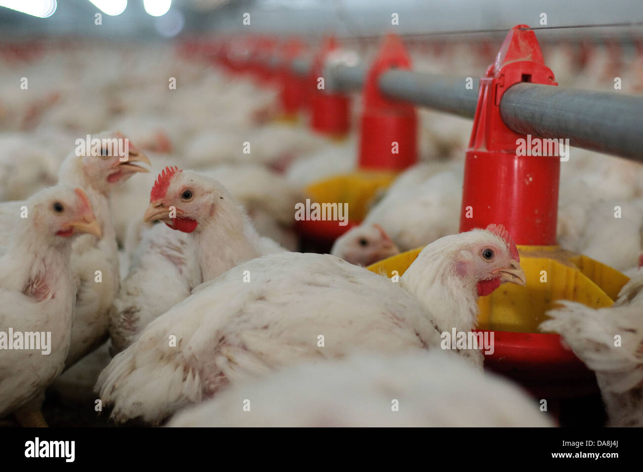 Poultry Farming High Resolution Stock Photography and Images - Alamy