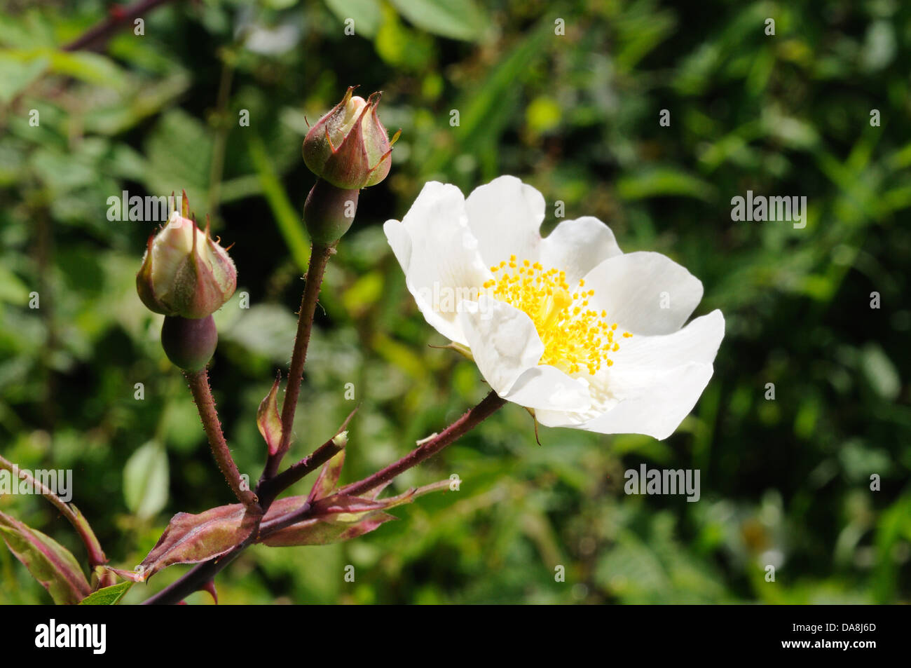 White dog rose rosa corymbifera and buds growing in a hedgerow Stock ...