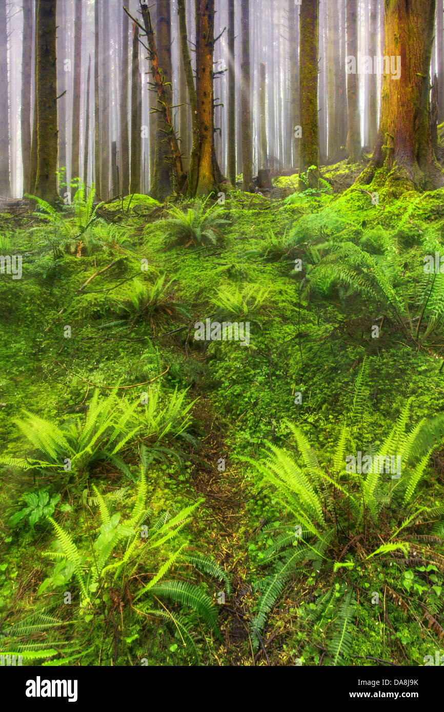 USA, United States, America, Oregon, path, pathway, forest, fern, walk ...