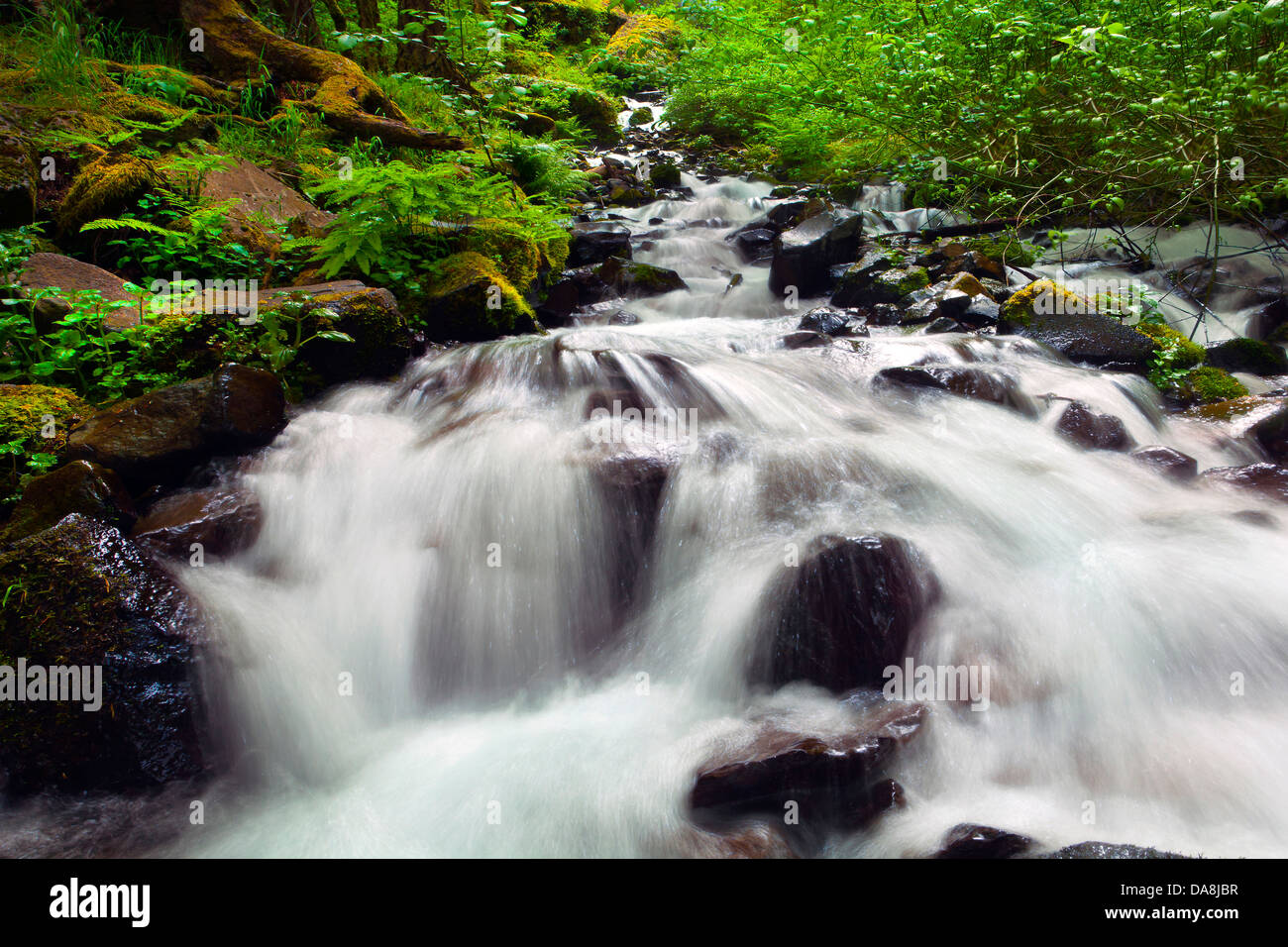 USA, United States, America, Oregon, Fern, Stream, forest, river, rapid ...
