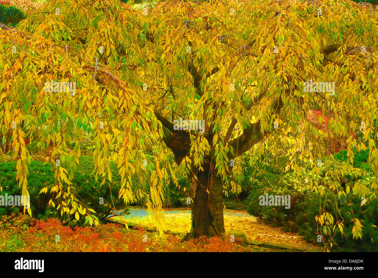 USA, United States, America, Oregon, Portland, Tree, Fall, Autumn ...
