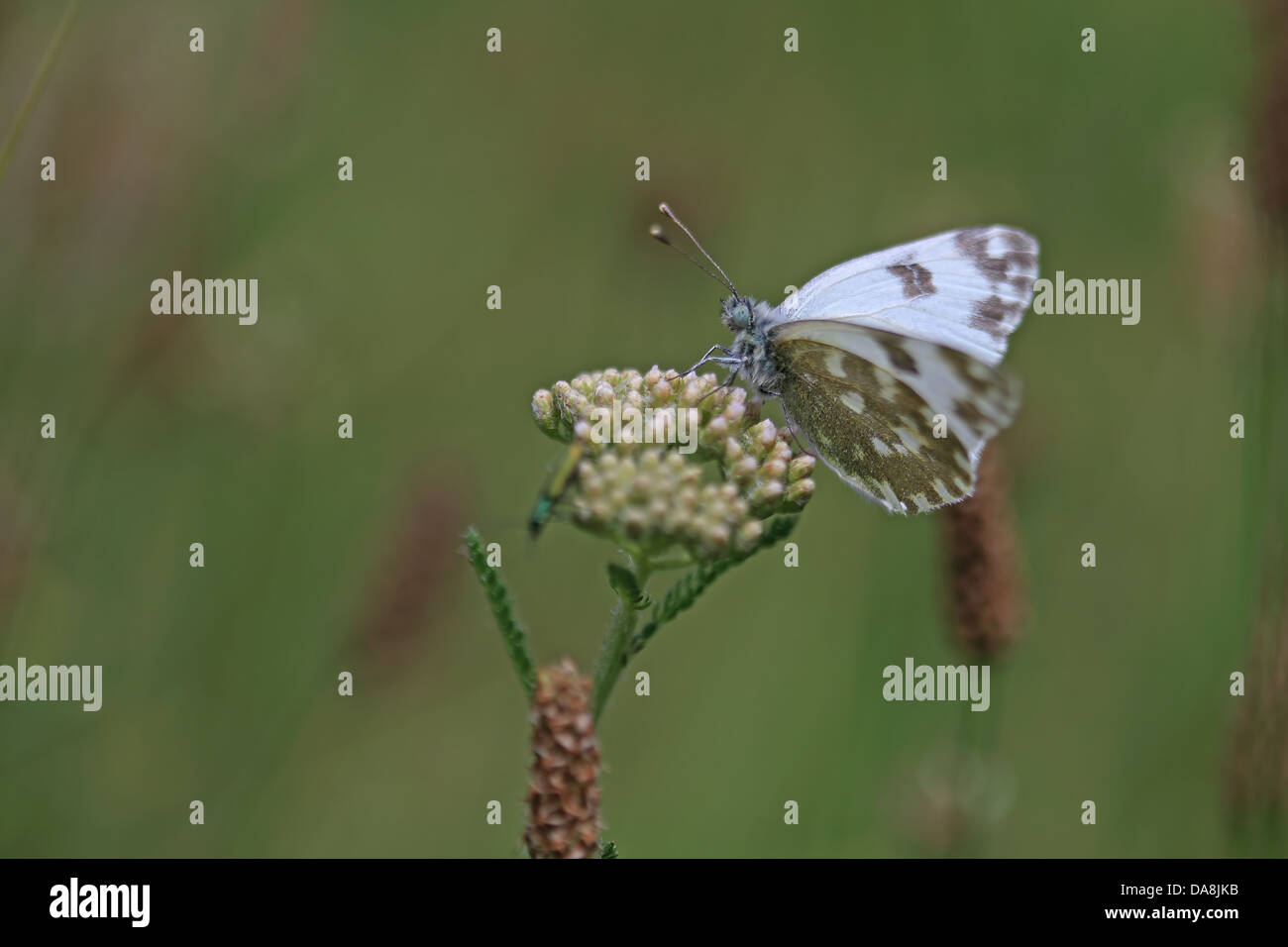 Eastern Bath White (Pontia edusa Stock Photo - Alamy