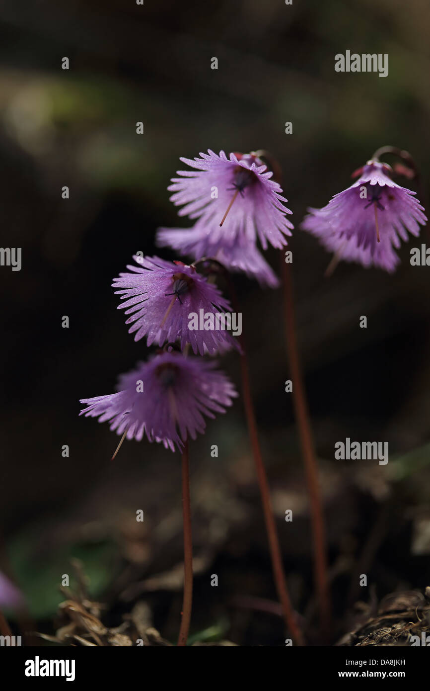 Alpine Snowbell (Soldanella alpina Stock Photo - Alamy