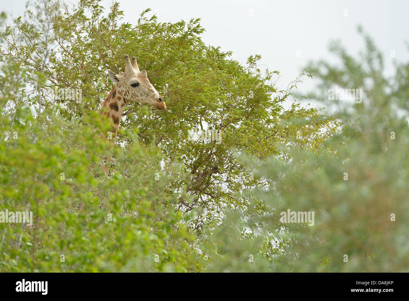 West African Giraffe - Niger Giraffe - Nigerian Giraffe (Giraffa ...