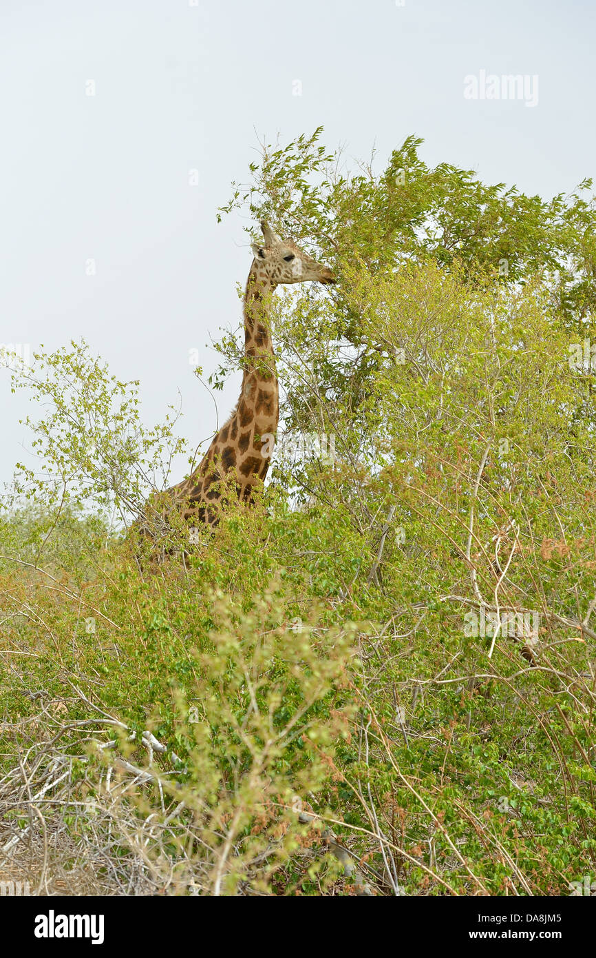 West African Giraffe - Niger Giraffe - Nigerian Giraffe (Giraffa ...