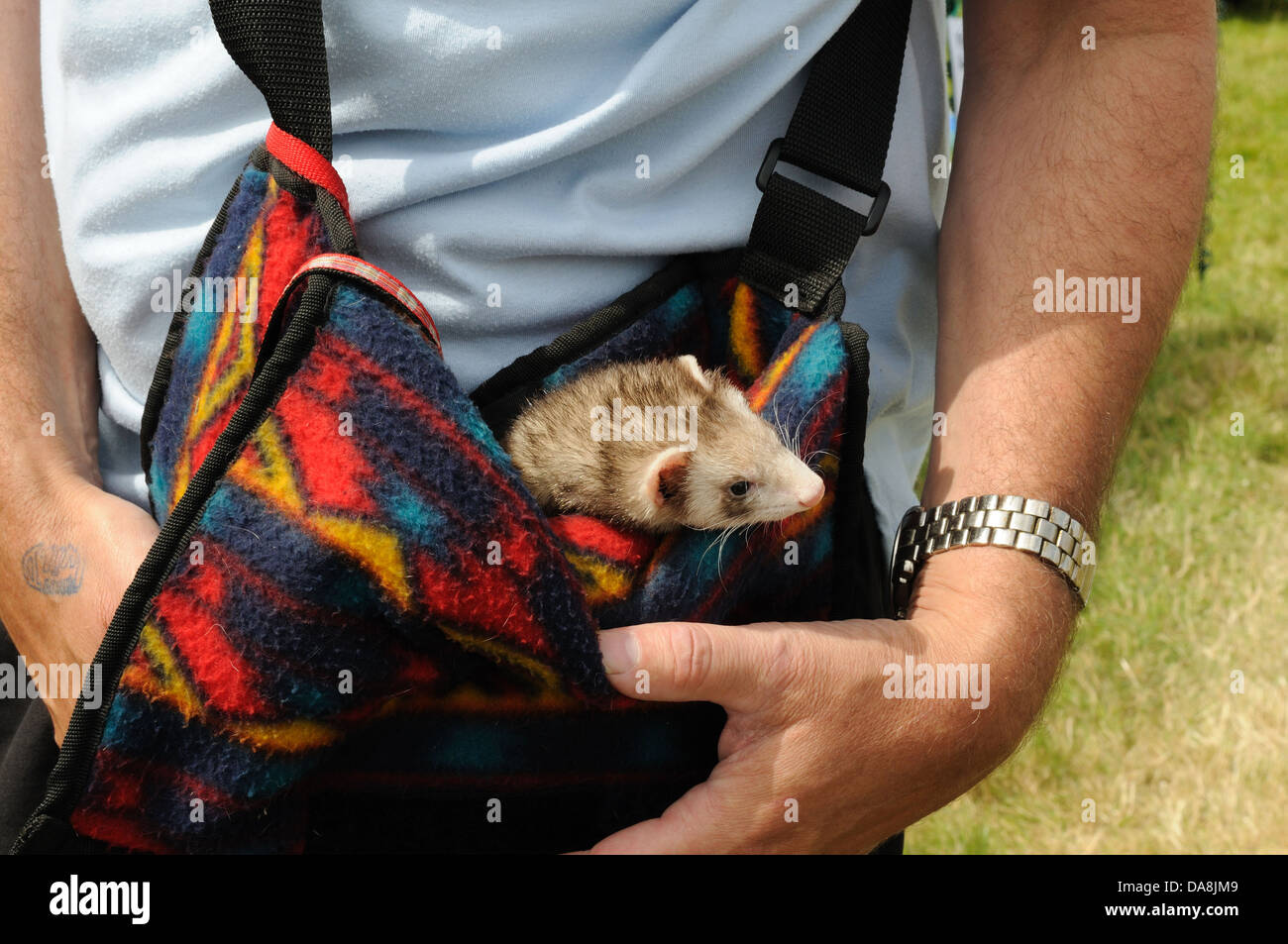 A ferret peeping out of its colourful carrying bag at an agricultural ...