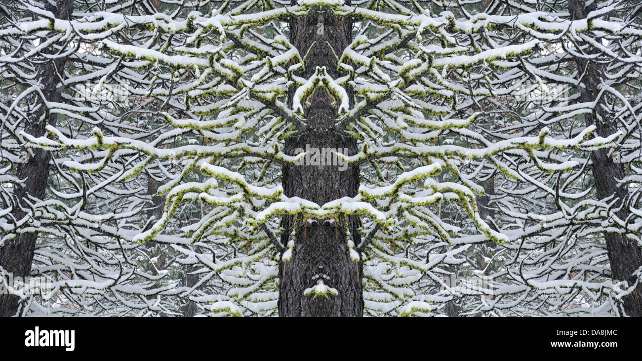 USA, United States, America, Oregon, snow, tree, branches, winter ...