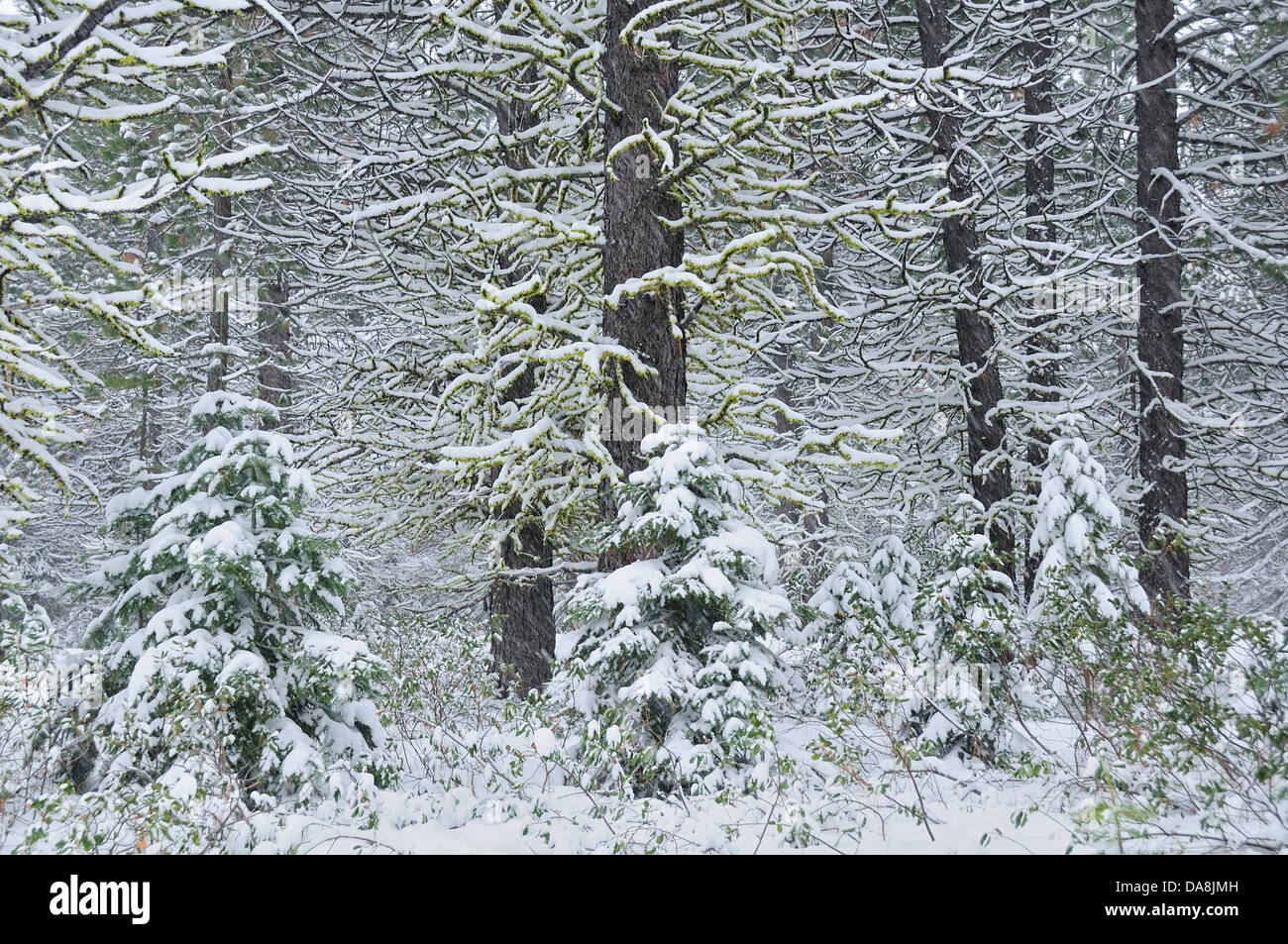 USA, United States, America, Oregon, snow, tree, branches, winter ...