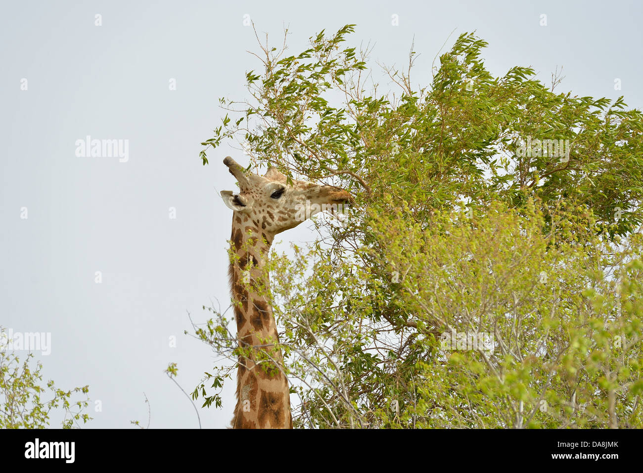 West African Giraffe - Niger Giraffe - Nigerian Giraffe (Giraffa ...