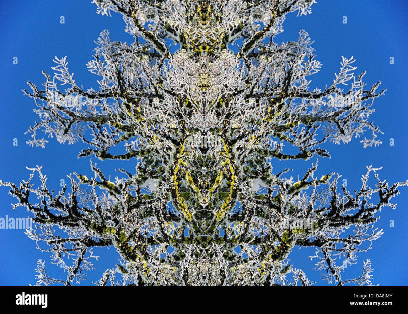 USA, United States, America, Oregon, snow, tree, branches, winter ...