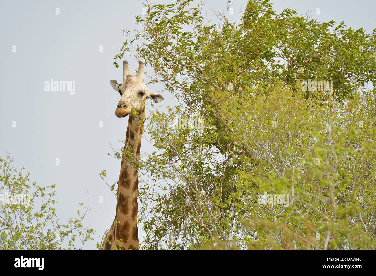 West African Giraffe - Niger Giraffe - Nigerian Giraffe (Giraffa ...