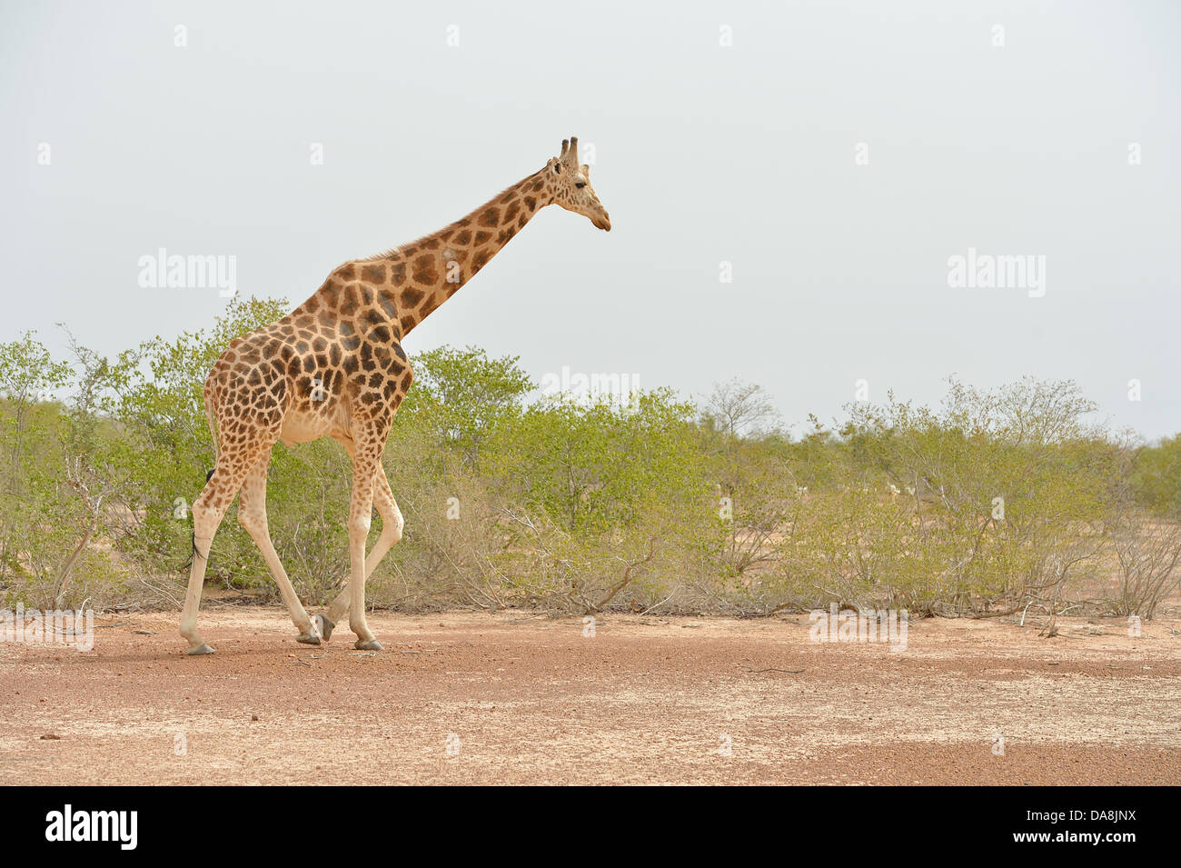 West African Giraffe - Niger Giraffe - Nigerian Giraffe (Giraffa ...