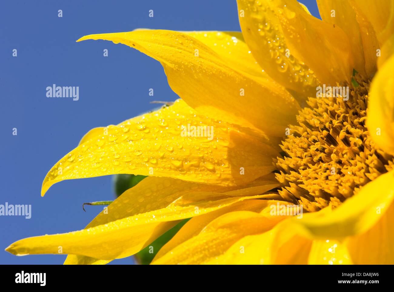 The water drops on the petals of a sunflower glisten in the sunlight ...
