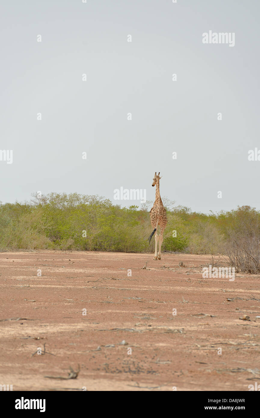 West African Giraffe - Niger Giraffe - Nigerian Giraffe (Giraffa ...