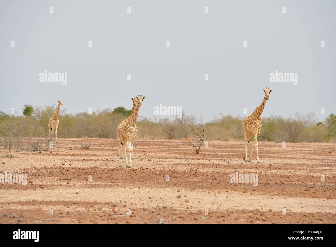 Nigerian west african giraffe giraffa hi-res stock photography and ...