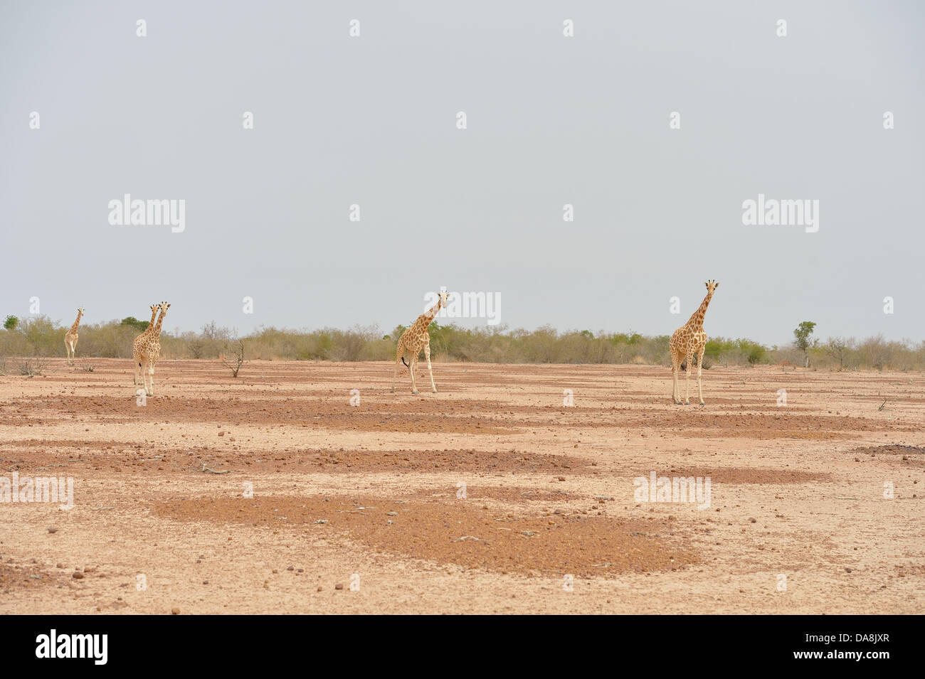 West African Giraffe - Niger Giraffe - Nigerian Giraffe (Giraffa ...