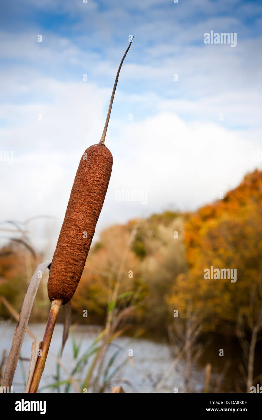 Bulrush, Typha latifolia, plants at the edge of a large pond in a ...