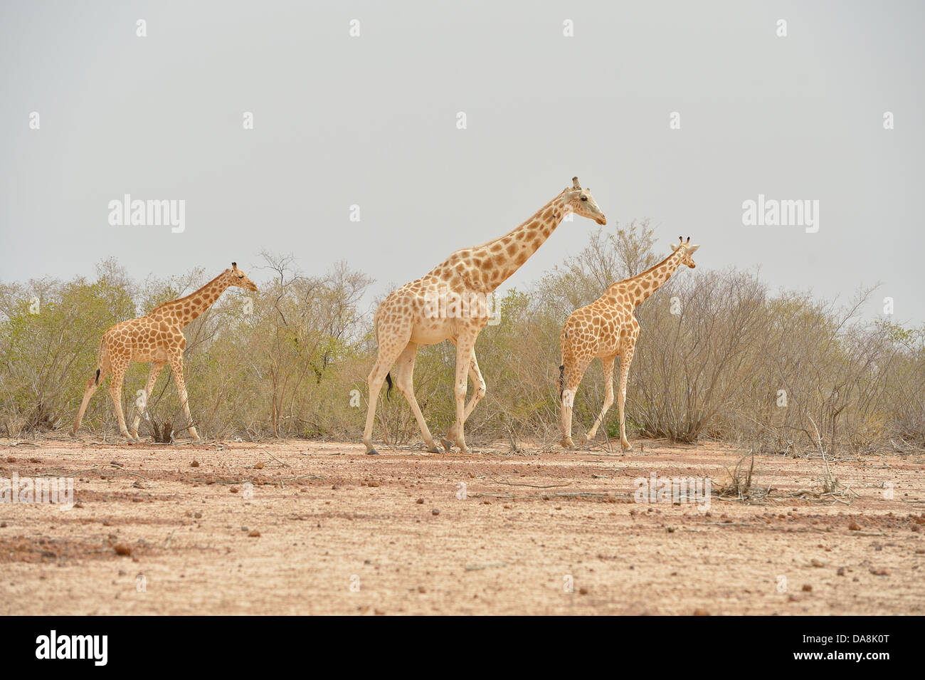 West African Giraffe - Niger Giraffe - Nigerian Giraffe (Giraffa ...