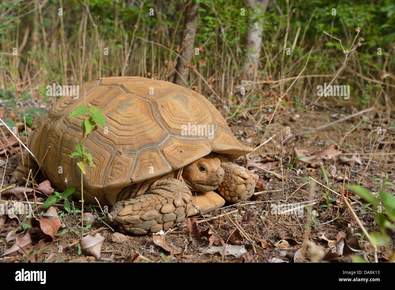 African spurred tortoise - African spur thigh tortoise - Sulcata ...