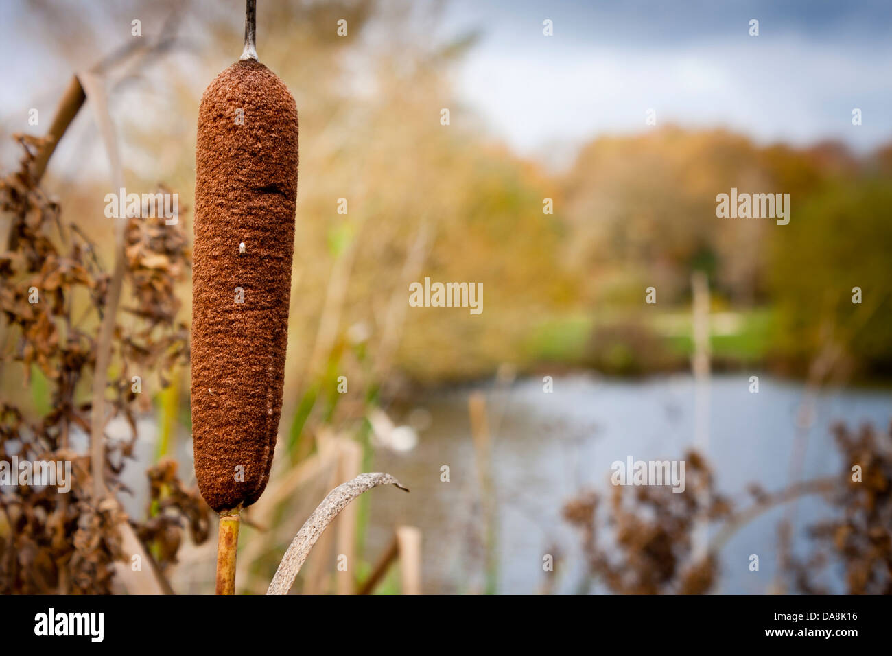Bed of typha latifolia hi-res stock photography and images - Alamy