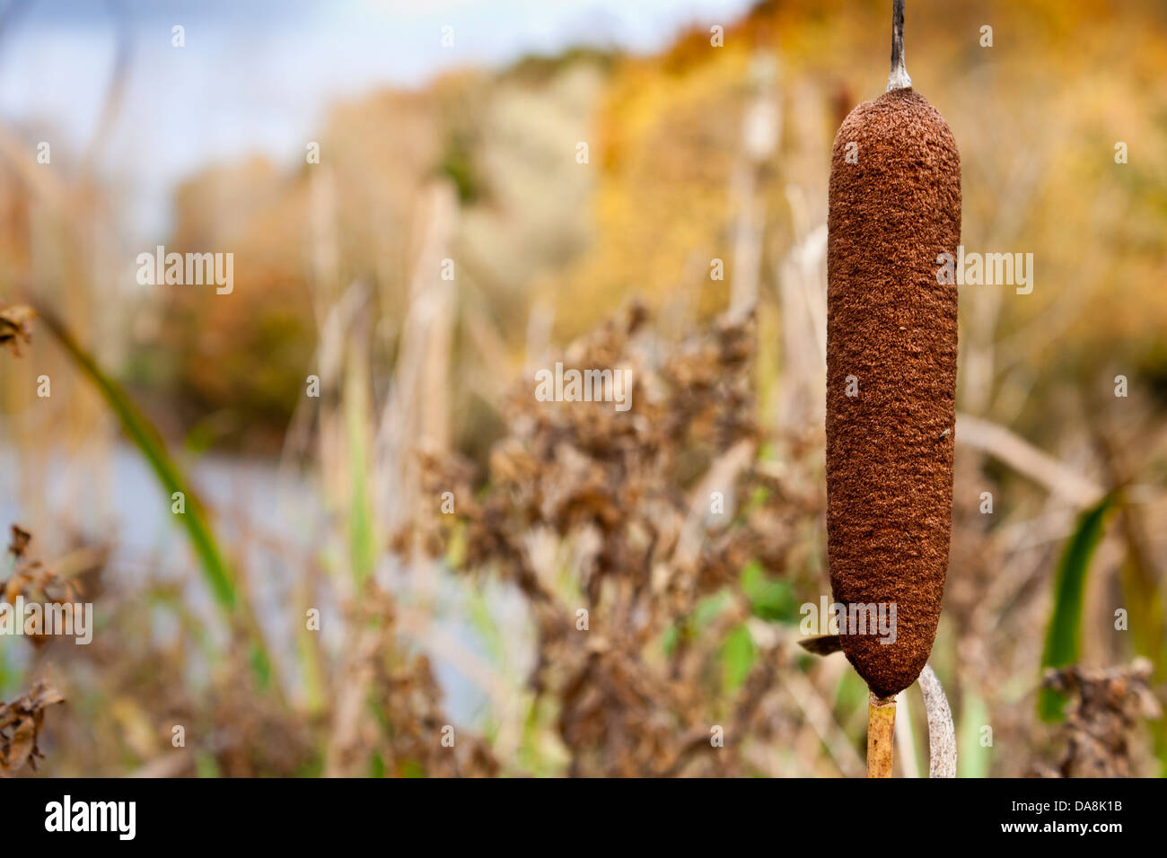Bulrush, Typha latifolia, plants at the edge of a large pond in a ...