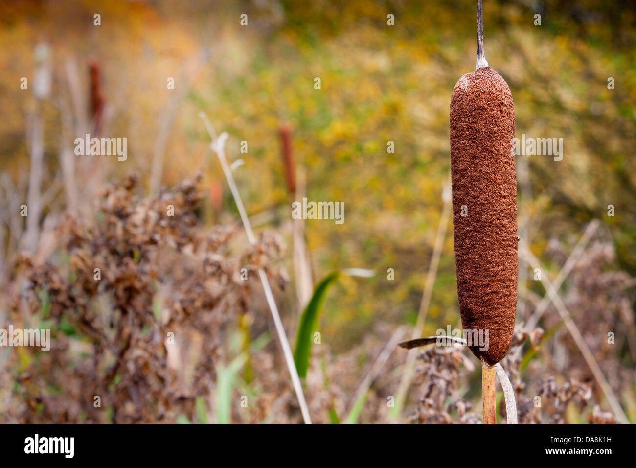 Bed of typha latifolia hi-res stock photography and images - Alamy