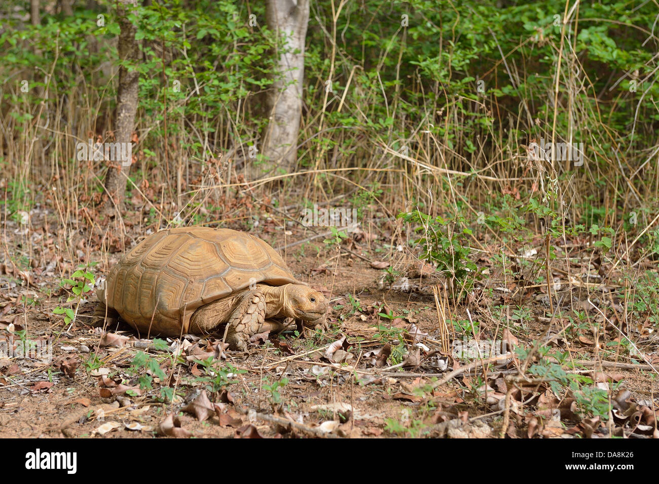 African spurred tortoise - African spur thigh tortoise - Sulcata ...