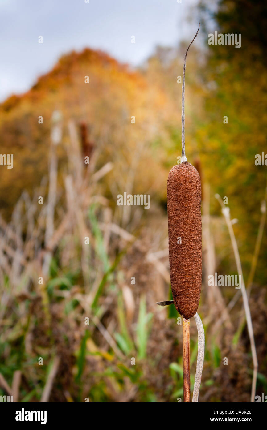 Bulrush, Typha latifolia, plants at the edge of a large pond in a ...