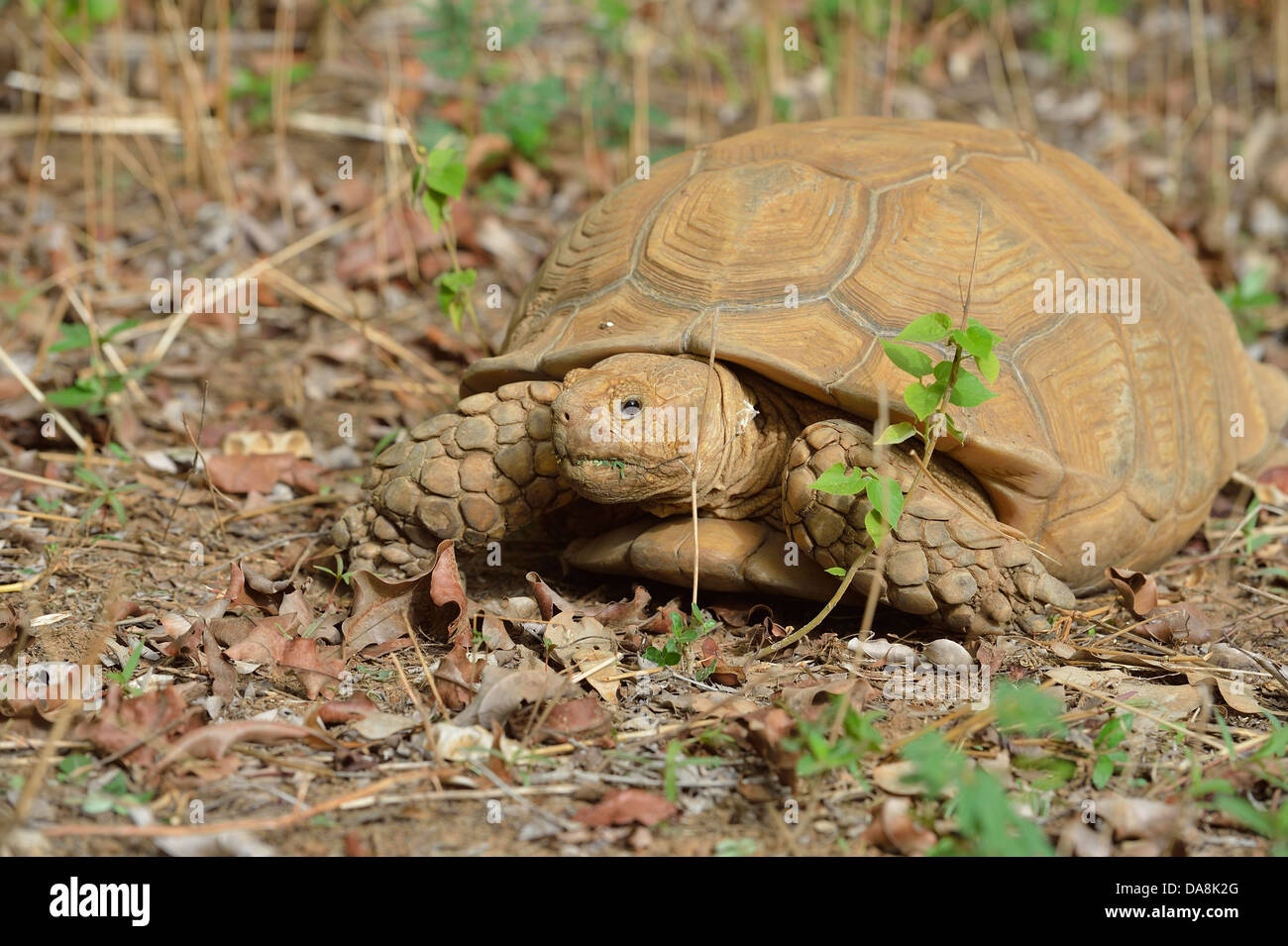 African spurred tortoise - African spur thigh tortoise - Sulcata ...