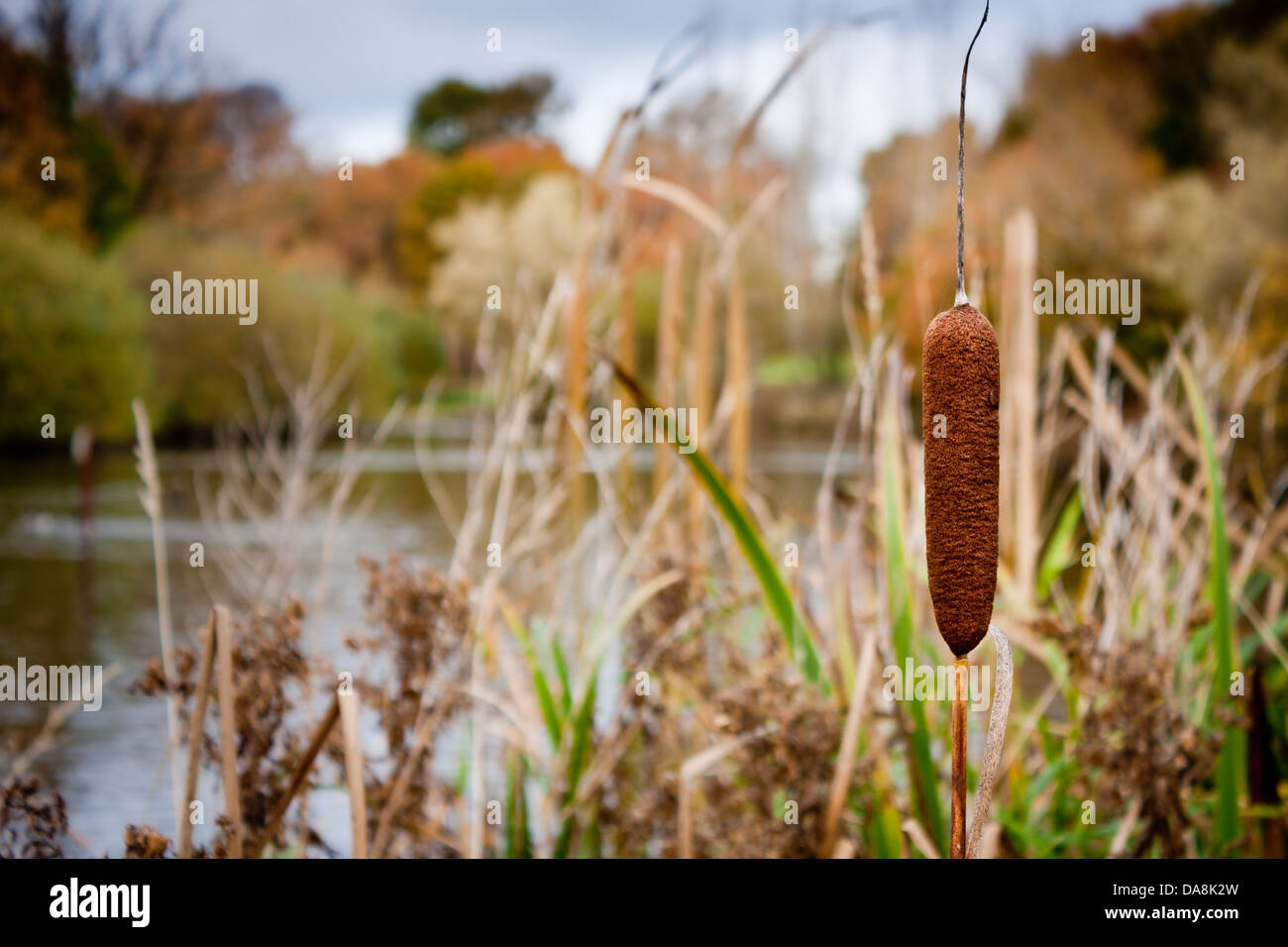 Bulrush, Typha latifolia, plants at the edge of a large pond in a ...