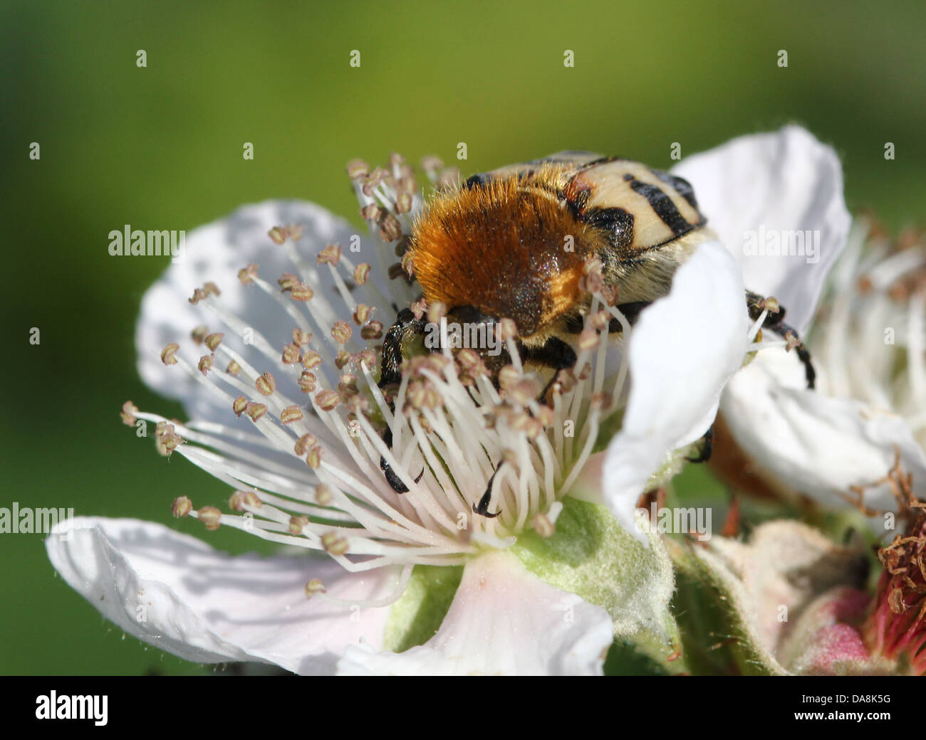 Close-up of a Bee Beetle (Trichius zonatus or T. fasciatus) feeding on ...