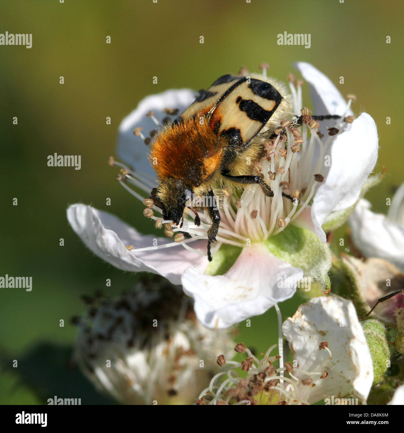 Close-up of a Bee Beetle (Trichius zonatus or T. fasciatus) feeding on ...