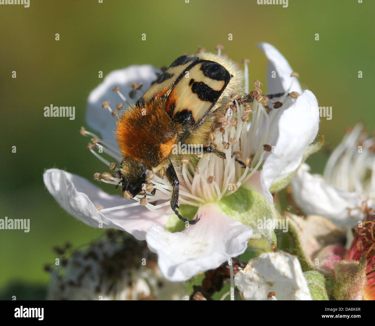 Close-up of a Bee Beetle (Trichius zonatus or T. fasciatus) feeding on ...