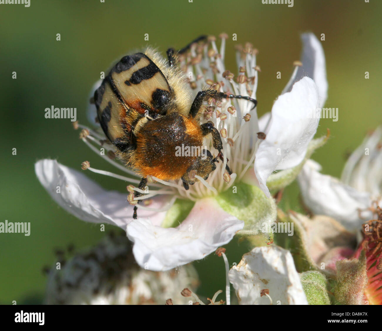 Penseelkever hi-res stock photography and images - Alamy