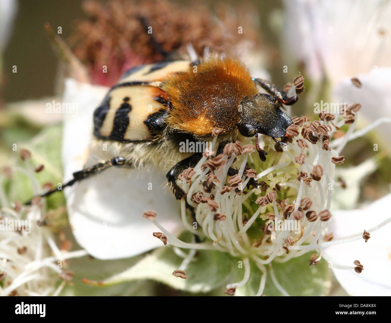 Eurasian bee beetle hi-res stock photography and images - Alamy