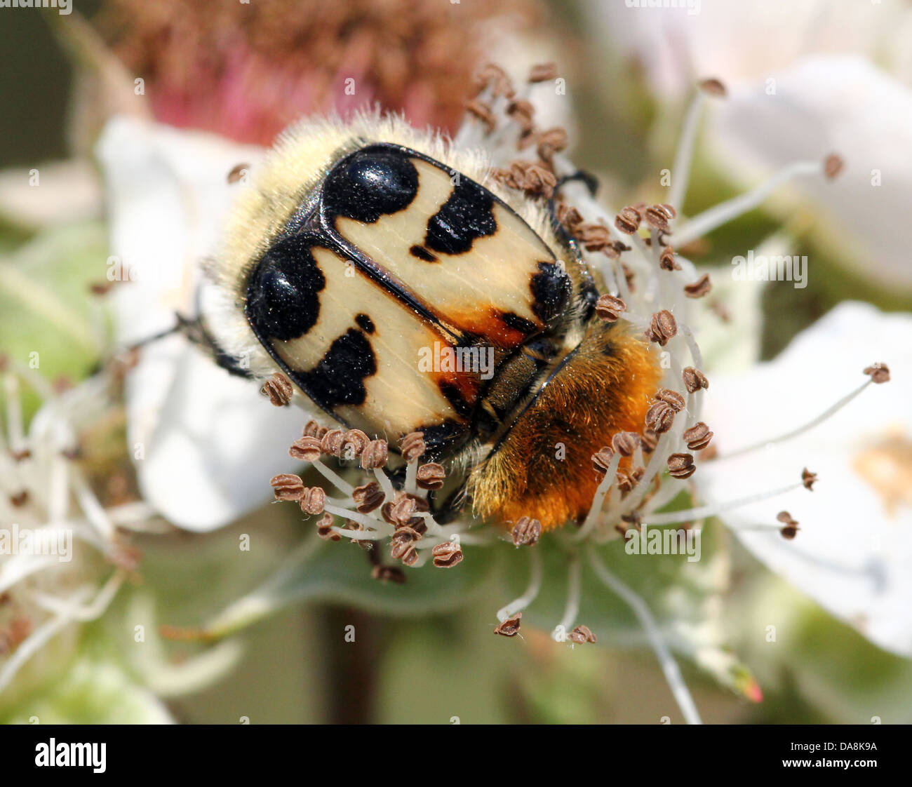Trichius fasciatus feeding on flower hi-res stock photography and ...