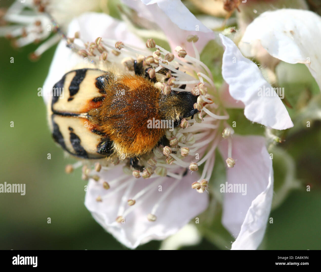 Furry white thorax hi-res stock photography and images - Alamy