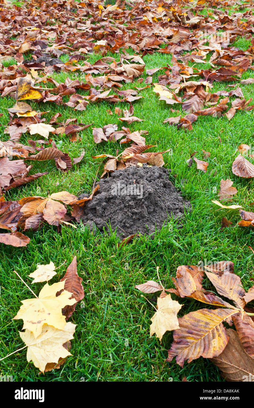 Damage caused to grass lawn by moles. Bracknell, Berkshire, England, GB ...