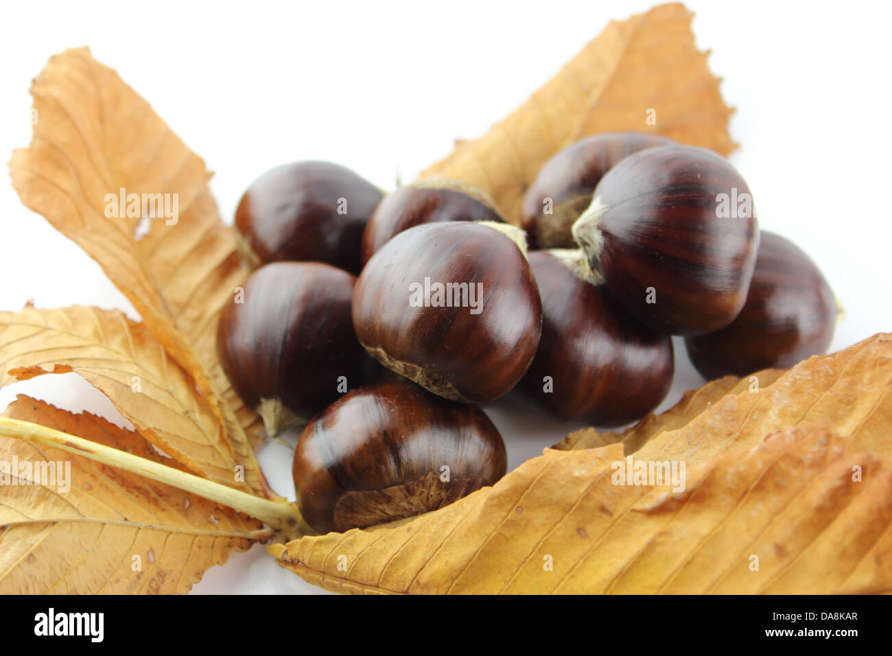 Sweet chestnuts with leaves on white background Stock Photo - Alamy