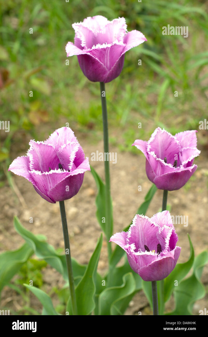 Tulip fringe flower hi-res stock photography and images - Alamy