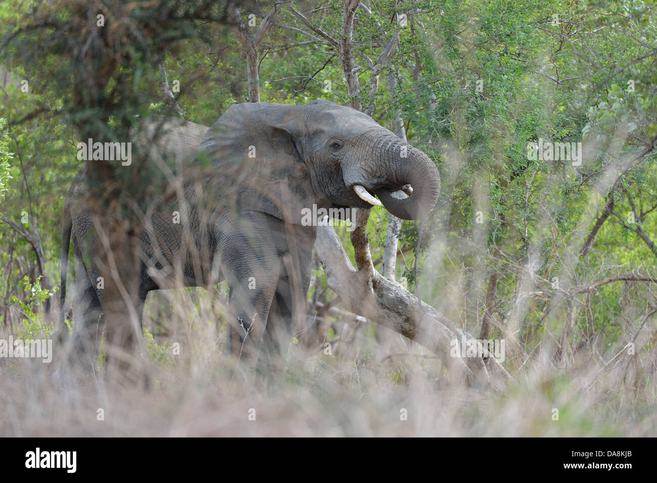 West African bush elephant - Savanna elephant - Bush elephant ...